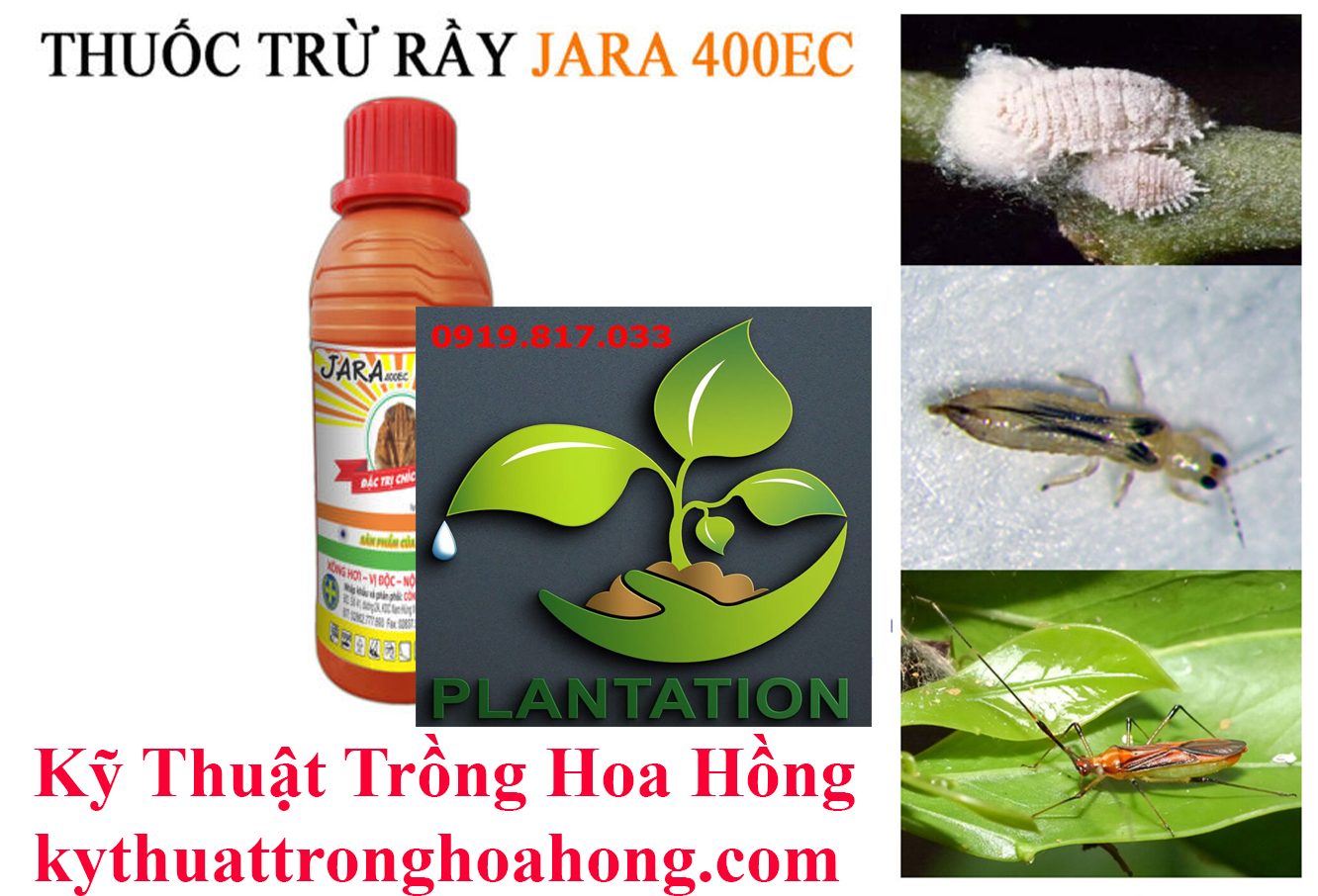 PROFEZIN 400SC ĐẶC TRỊ BỌ XÍT MUỖI, RẦY NÂU